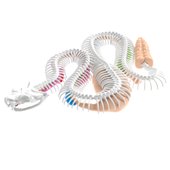 Dissect-it Anatomy Kit Mega Lab Rattlesnake and Piranha | Smyths Toys UK