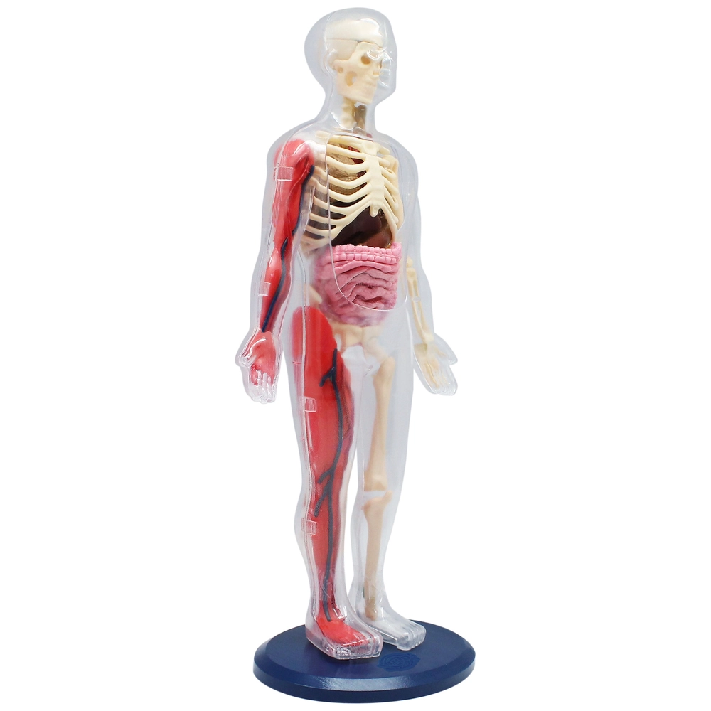 Human Anatomy Bones Kit Anatomy Set Hand & Foot | 8000839 | Anatomical