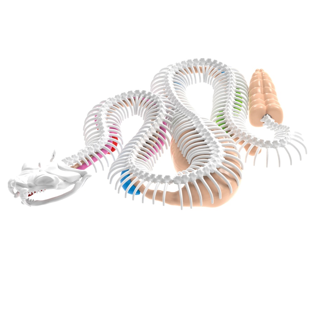 Dissect-it Anatomy Kit Mega Lab Rattlesnake and Piranha | Smyths Toys UK